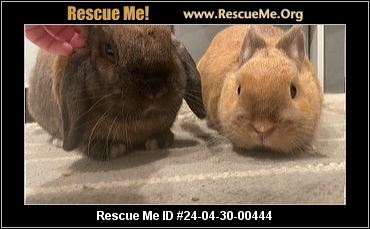- Missouri Rabbit Rescue - ADOPTIONS - Rescue Me!