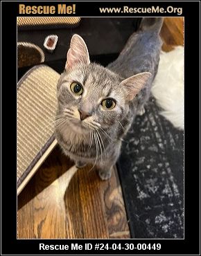 - New York Cat Rescue - ADOPTIONS - Rescue Me!