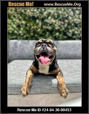 - California Bulldog Rescue - ADOPTIONS - Rescue Me!
