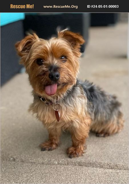 ADOPT 24050100003 ~ Yorkie Rescue ~ Pensacola, FL