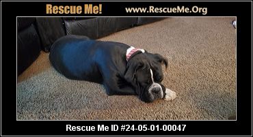 - Pennsylvania Boxer Rescue - ADOPTIONS - Rescue Me!