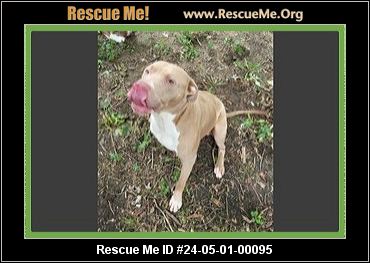 - West Virginia Dog Rescue - ADOPTIONS - Rescue Me!