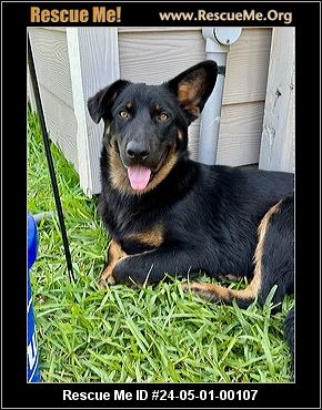 - Texas German Shepherd Rescue - ADOPTIONS - Rescue Me!