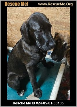 - Indiana Dog Rescue - ADOPTIONS - Rescue Me!