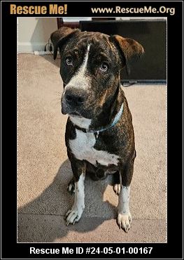 - Virginia Dog Rescue - ADOPTIONS - Rescue Me!