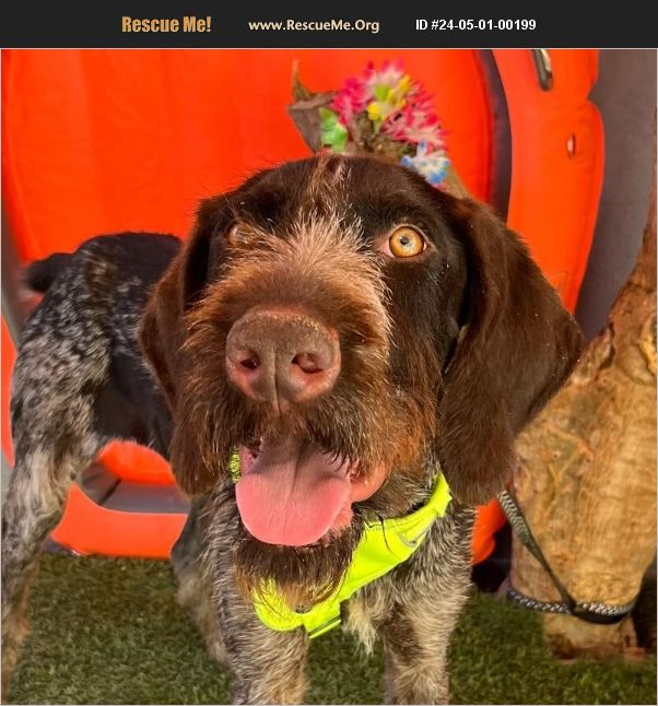 ADOPT 24050100199 ~ German Wirehaired Pointer Rescue ~ Carlsbad, CA