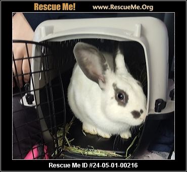 - Massachusetts Rabbit Rescue - ADOPTIONS - Rescue Me!