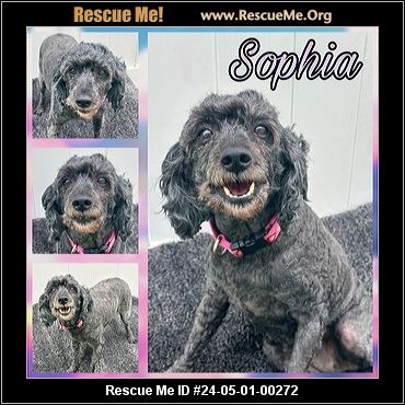- Pennsylvania Poodle Rescue - ADOPTIONS - Rescue Me!