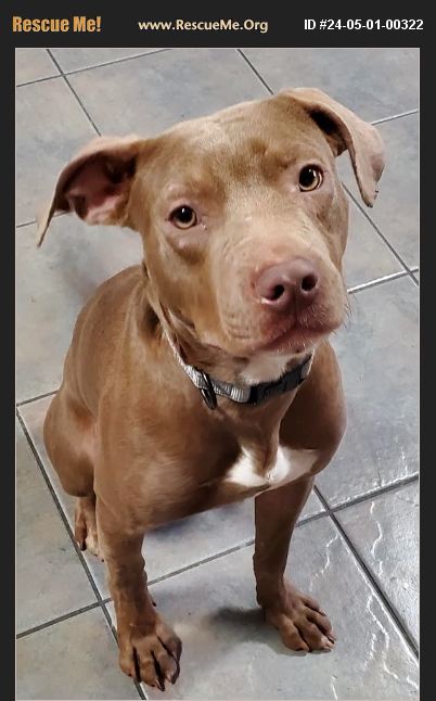 ADOPT 24050100322 ~ Pit Bull Rescue ~ Tomah, WI