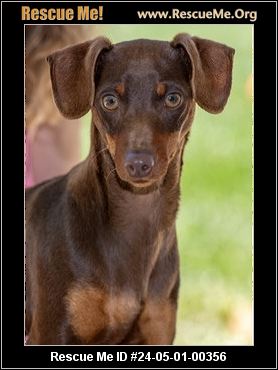 - California Miniature Pinscher Rescue - ADOPTIONS - Rescue Me!