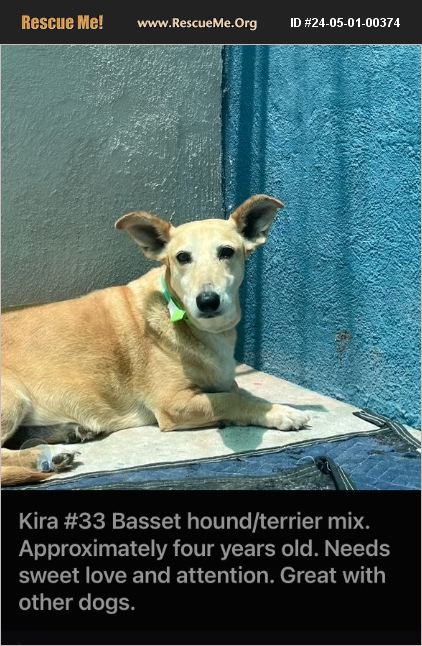 ADOPT 24050100374 ~ Basset Hound Rescue ~ San Felipe, Baja California