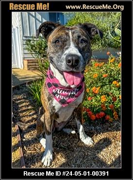 - California American Bulldog Rescue - ADOPTIONS - Rescue Me!
