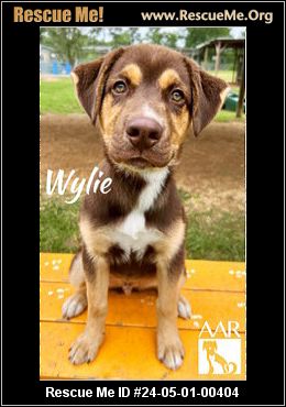 - Texas Dog Rescue - ADOPTIONS - Rescue Me!