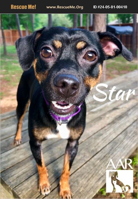 ADOPT 24050100410 ~ Miniature Pinscher Rescue ~ Magnolia, TX