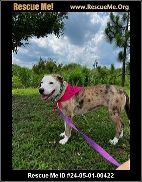 - New York Dog Rescue - ADOPTIONS - Rescue Me!