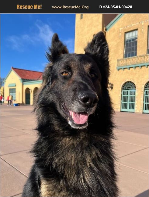ADOPT 24050100428 ~ German Shepherd Rescue ~ Denver, CO