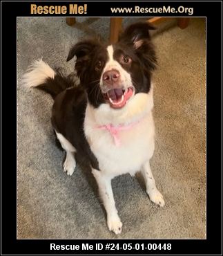 - New Jersey Dog Rescue - ADOPTIONS - Rescue Me!