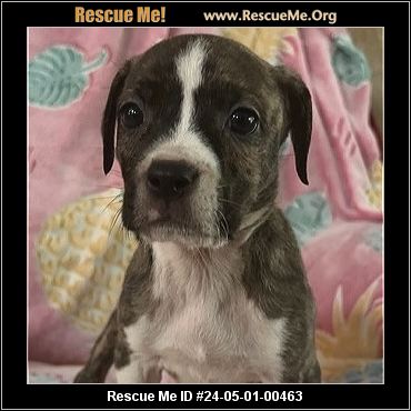 - Florida Dog Rescue - ADOPTIONS - Rescue Me!