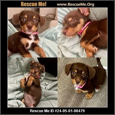 - Texas Dog Rescue - ADOPTIONS - Rescue Me!