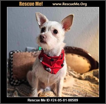 - Texas Dog Rescue - ADOPTIONS - Rescue Me!