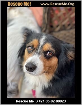 - Wisconsin Australian Shepherd Rescue - ADOPTIONS - Rescue Me!