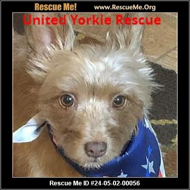 - Texas Yorkie Rescue - ADOPTIONS - Rescue Me!