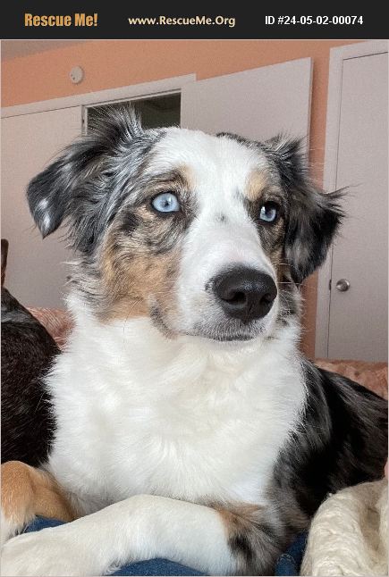 ADOPT 24050200074 ~ Australian Shepherd Rescue ~ Colorado Springs, CO