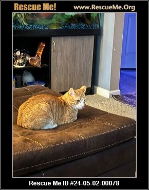 - Michigan Cat Rescue - ADOPTIONS - Rescue Me!