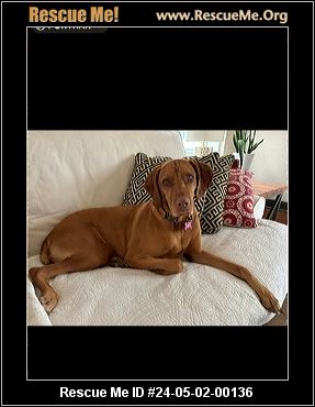 - Florida Vizsla Rescue - ADOPTIONS - Rescue Me!
