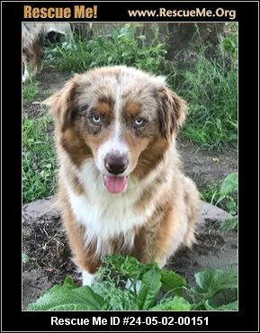 - Oregon Australian Shepherd Rescue - ADOPTIONS - Rescue Me!