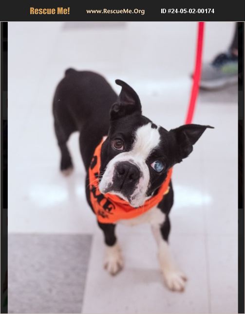 ADOPT 24050200174 ~ Boston Terrier Rescue ~ HELENA, AL