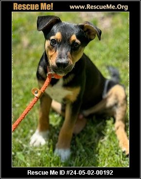 - New Jersey Dog Rescue - ADOPTIONS - Rescue Me!