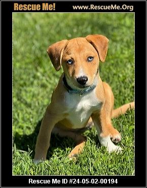 - New Jersey Dog Rescue - ADOPTIONS - Rescue Me!