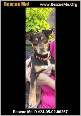 - Massachusetts Mutt Rescue - ADOPTIONS - Rescue Me!