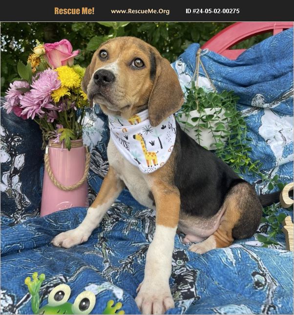 ADOPT 24050200275 ~ Beagle Rescue ~ Sebring, FL