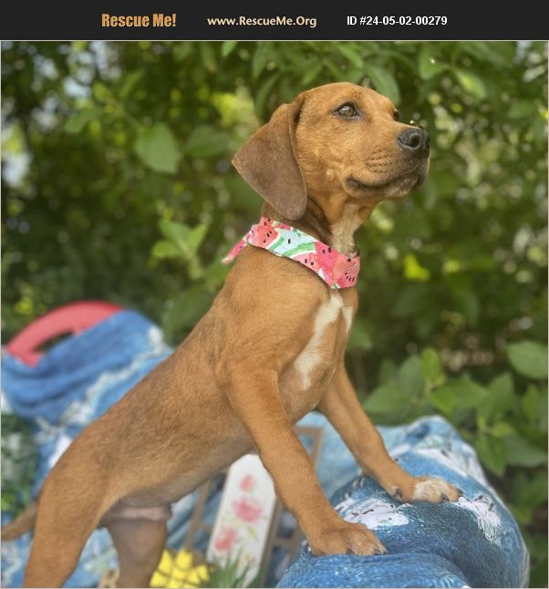 ADOPT 24050200279 ~ Beagle Rescue ~ Sebring, FL