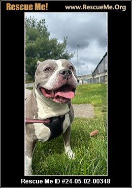 - Rhode Island Dog Rescue - ADOPTIONS - Rescue Me!