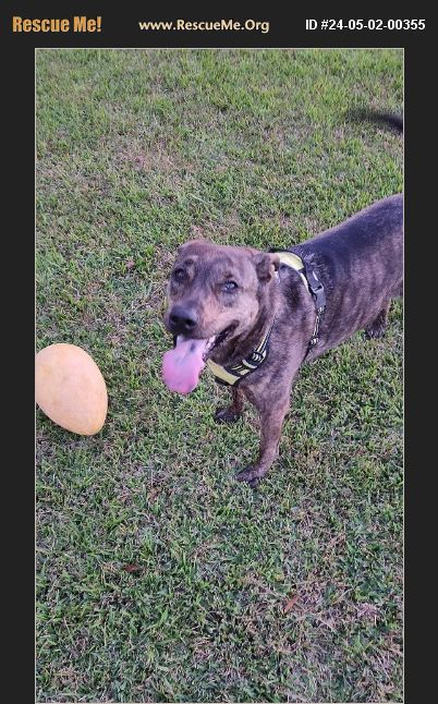 ADOPT 24050200355 ~ Mountain Cur Rescue ~ Tucson, AZ