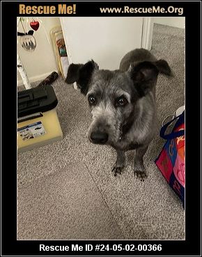 - Colorado Schnauzer Rescue - ADOPTIONS - Rescue Me!