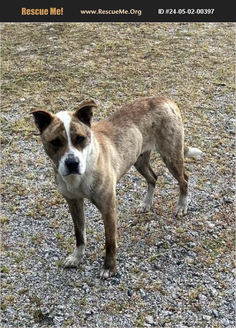 ADOPT 24050200397 ~ Mountain Cur Rescue ~ Peachland, NC