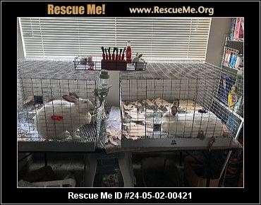 - Oregon Rabbit Rescue - ADOPTIONS - Rescue Me!