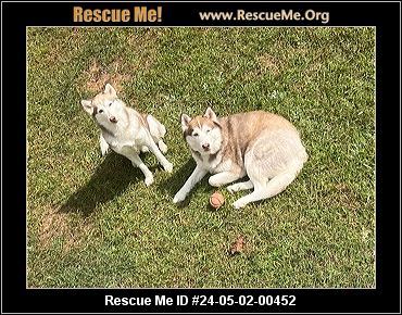 - Virginia Siberian Husky Rescue - ADOPTIONS - Rescue Me!