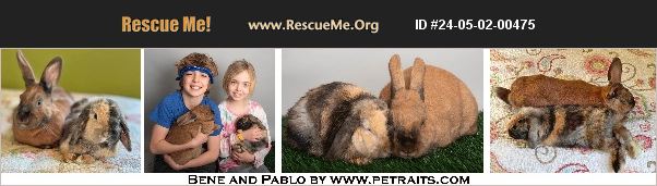ADOPT 24050200475 ~ Rabbit Rescue ~ Chicago, IL