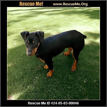 - Arizona Miniature Pinscher Rescue - ADOPTIONS - Rescue Me!