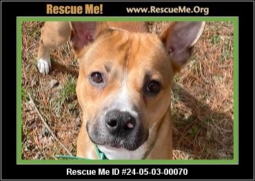 - New Jersey Dog Rescue - ADOPTIONS - Rescue Me!