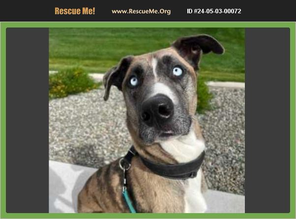 ADOPT 24050300072 ~ Great Dane Rescue ~ California