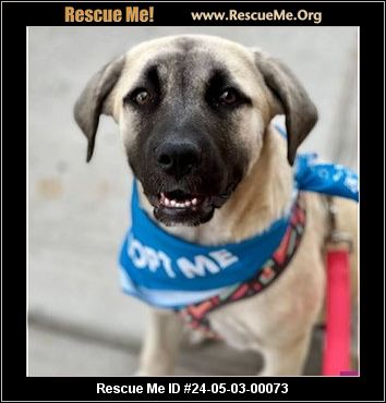 - Colorado Great Pyrenees Rescue - ADOPTIONS - Rescue Me!