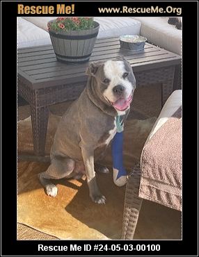 - Georgia American Bulldog Rescue - ADOPTIONS - Rescue Me!