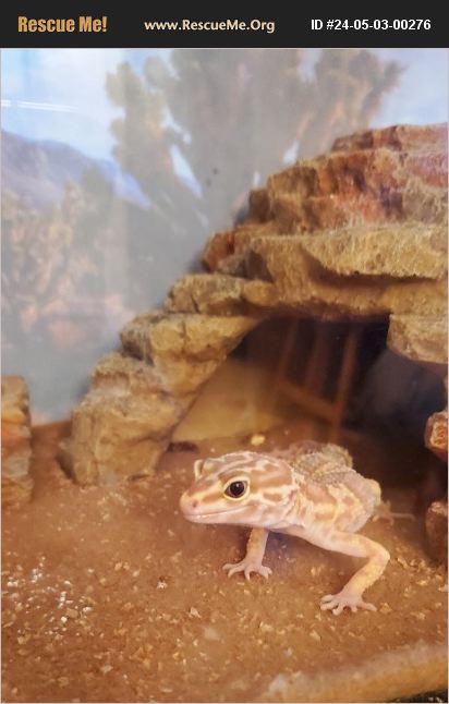 ADOPT 24050300276 ~ Reptile/Amphibian Rescue ~ Mountlake Terrace, WA