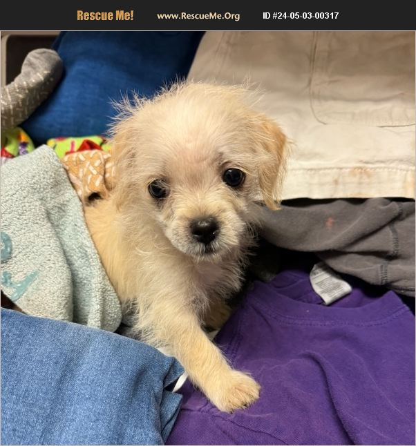 ADOPT 24050300317 ~ Maltese Rescue ~ Sebring, FL